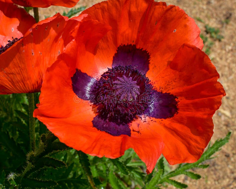 Center vallmo arkivfoto. Bild av blommar, floror, blommor - 15892884