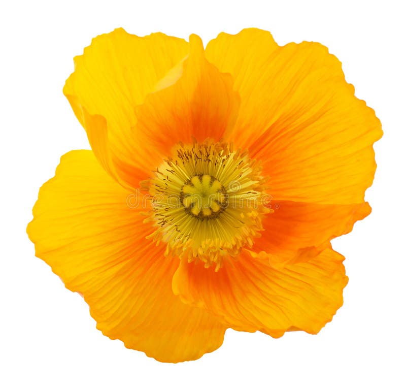 Gul vallmo fotografering för bildbyråer. Bild av blomma - 29897161