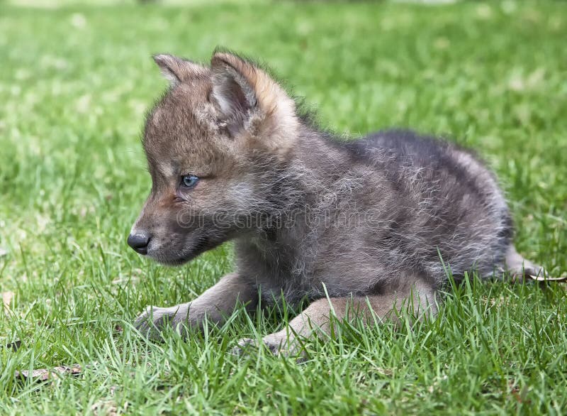 Vargvalp fotografering för bildbyråer. Bild av päls, fjäder - 54232079