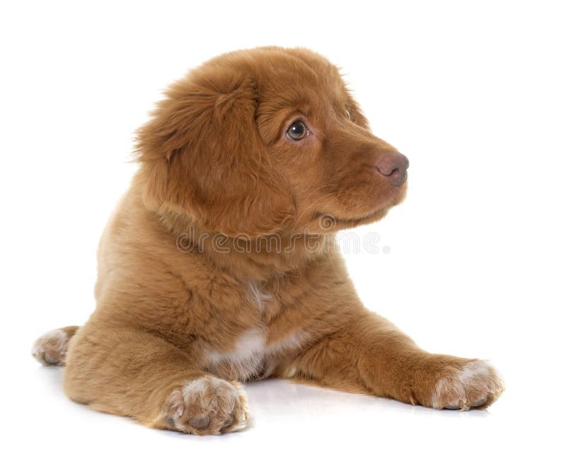 Valp Nova Scotia Duck Tolling Retriever Arkivfoto - Bild av vitt, hämta ...