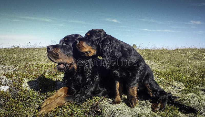 Valp Och Mamma-Gordon Setter Arkivfoto - Bild av husdjur, rött: 46846726