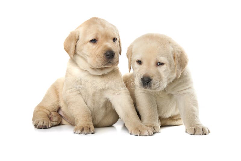 Valp För Labrador Retriever Fotografering för Bildbyråer - Bild av valp ...