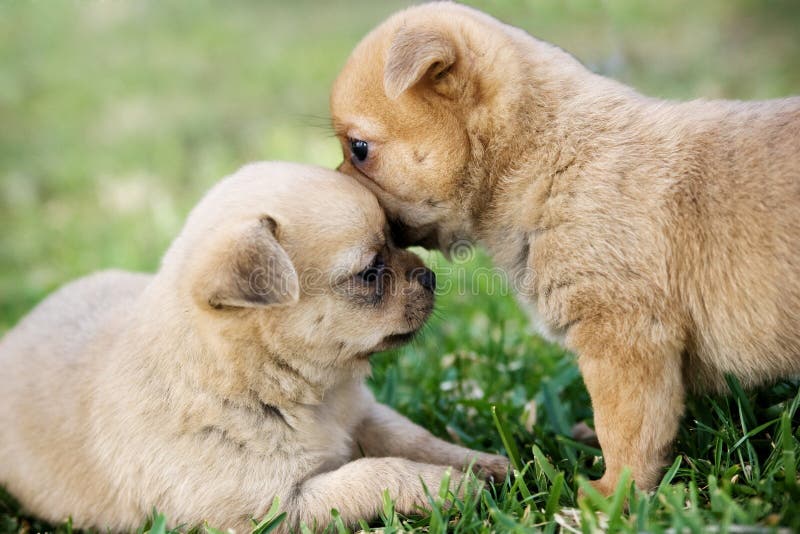 Hundvalpar arkivfoto. Bild av breckenridge, boxare, angus - 77490184