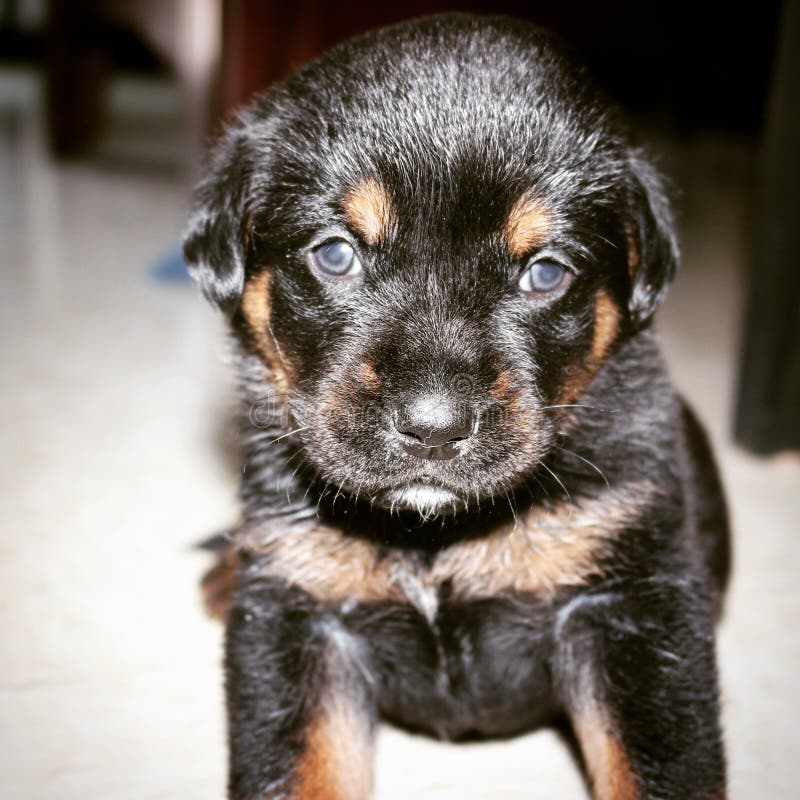 Rottweiler valp fotografering för bildbyråer. Bild av valp - 53275045
