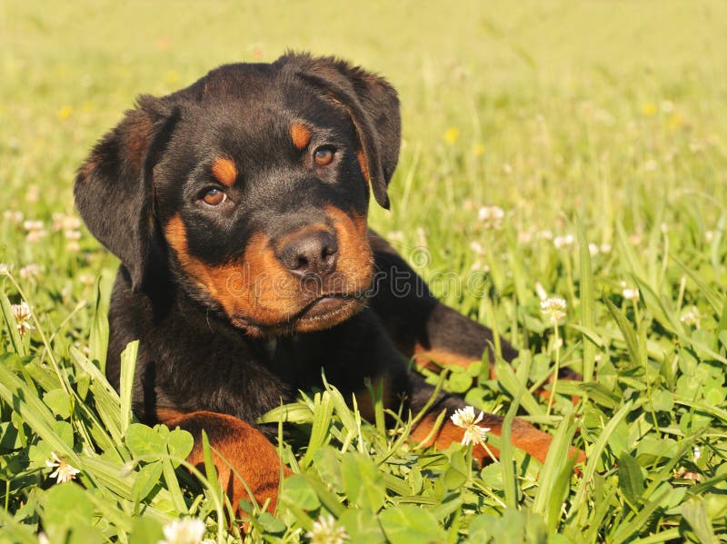 Rottweiler valp arkivfoto. Bild av dörröppning, ögon - 44033500