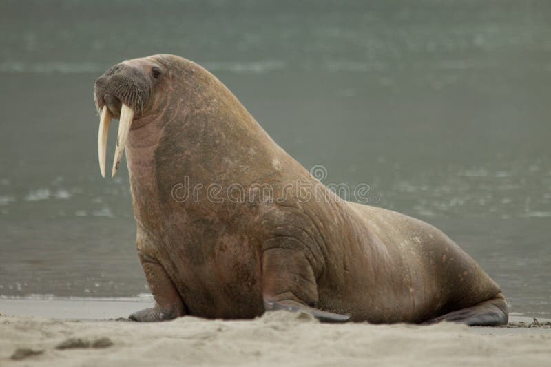 Valross arkivfoto. Bild av däggdjur, flotta, vatten, bifokal - 38281834