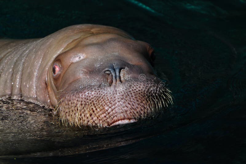 En valross, closeup arkivfoto. Bild av nordligt, däggdjur - 35767154