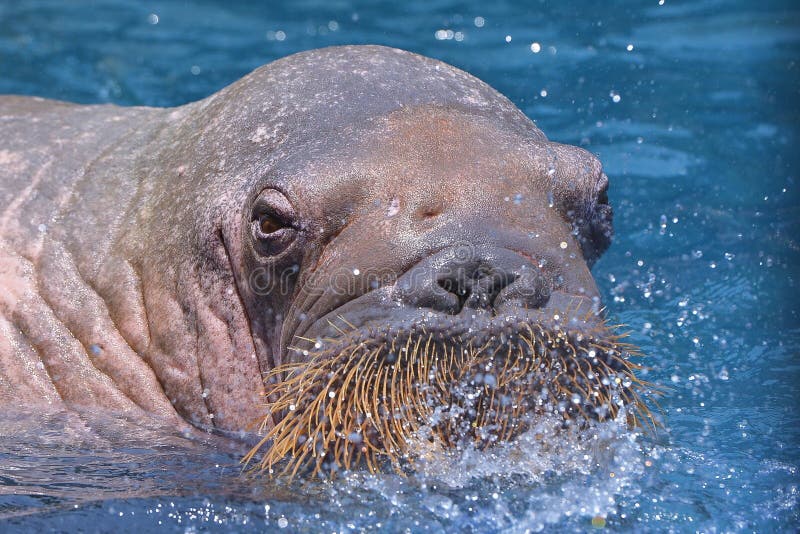 Valross fotografering för bildbyråer. Bild av däggdjur - 69944159