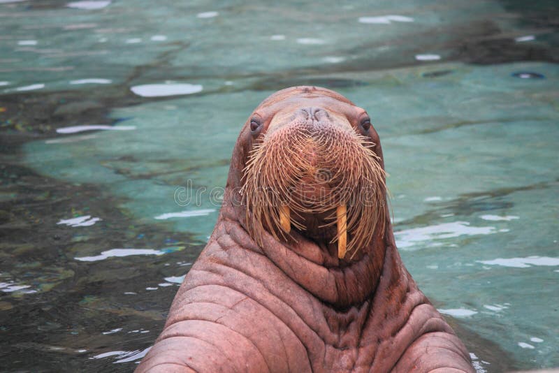 Valross arkivfoto. Bild av flotta, päls, vildmark, valross - 14120848