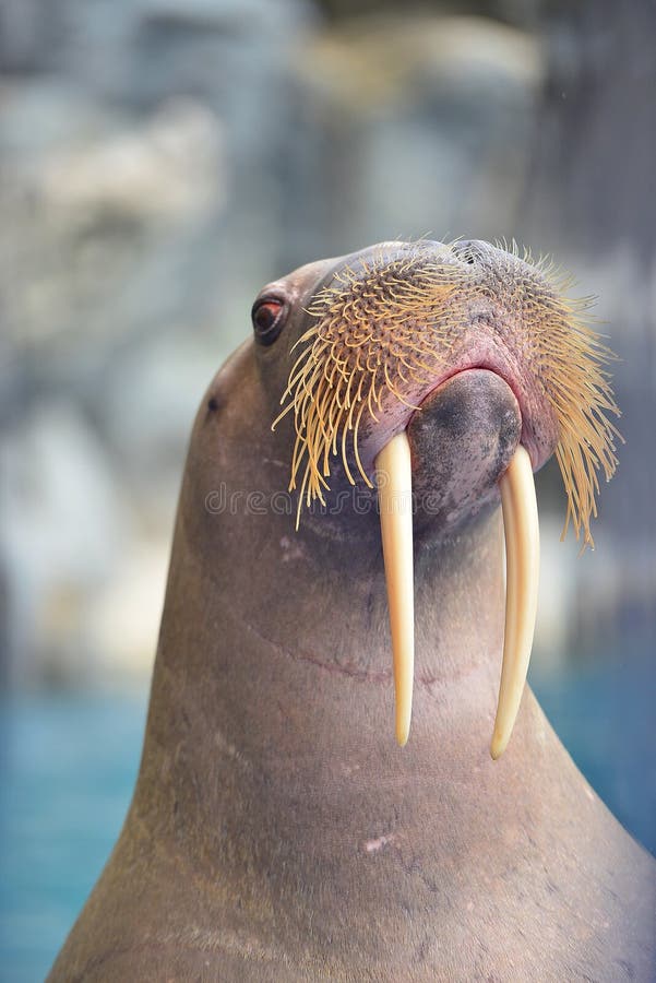 Valross arkivfoto. Bild av däggdjur, flotta, vatten, bifokal - 38281834