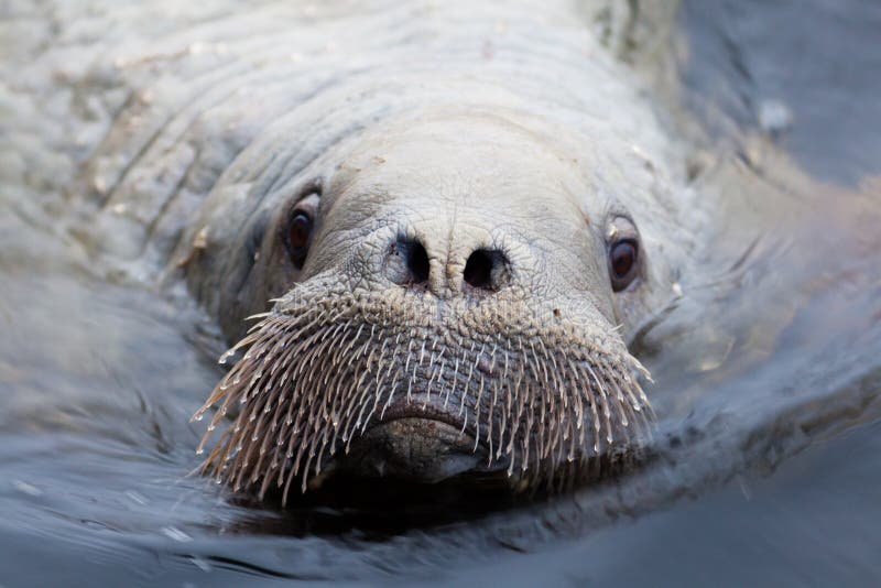 En valross, closeup arkivfoto. Bild av closeup, grupp - 35767154