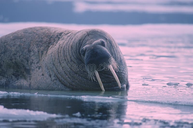 Valross fotografering för bildbyråer. Bild av utomhus - 6105803