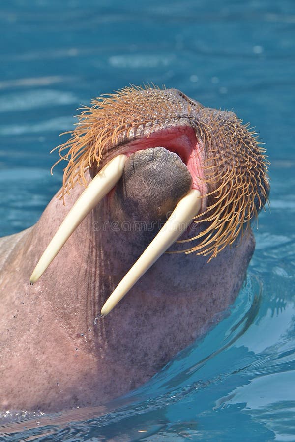 Valross fotografering för bildbyråer. Bild av däggdjur - 69944159