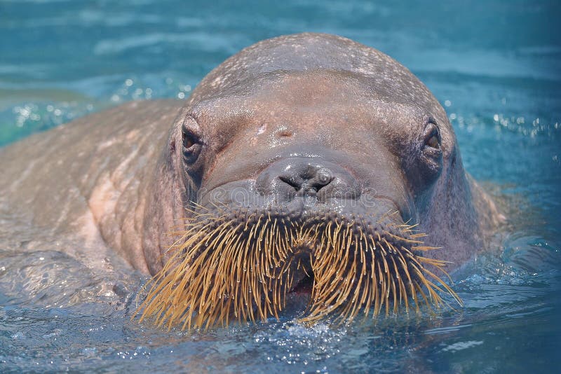 Valross fotografering för bildbyråer. Bild av däggdjur - 69944159