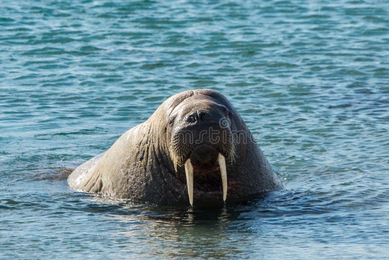 Valross av Svalbard arkivfoto. Bild av avsikter, matningar - 114748192
