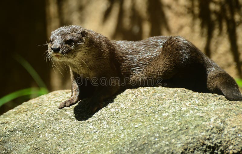 Valross I Den Melbourne Zoo Arkivfoto - Bild av dess, vattenlevande ...