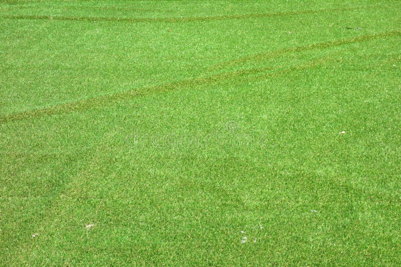 Gras en hemel stock foto. Image of gras, bladeren, landschap - 145327324