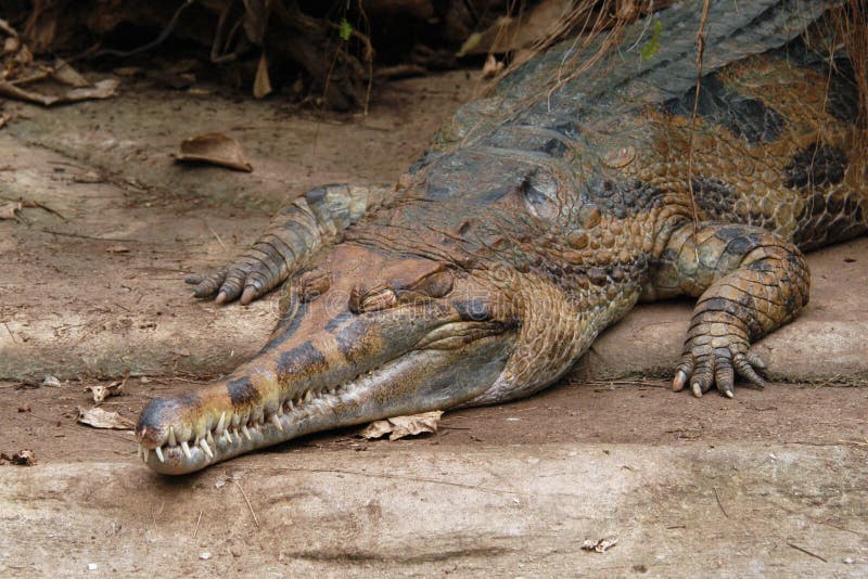 Valse Gavial (Tomistoma-schlegelii) Stock Afbeelding - Image of slechts ...