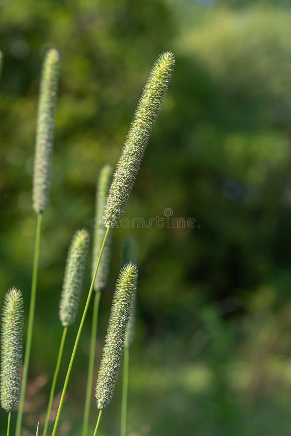 Valuable Forage Grass Timothy Phleum Pratense Grows in the Meadow Stock ...