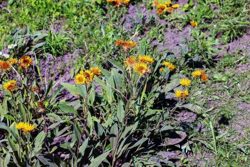 The Valuable Medicinal Plant Inula Helenium Grows in the Wild Stock ...