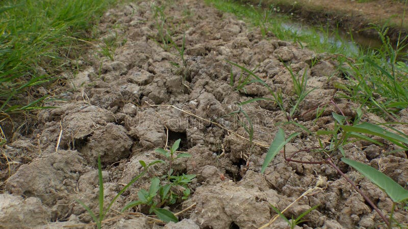 Soil Resources Used for Agriculture Stock Image - Image of crop, clay ...