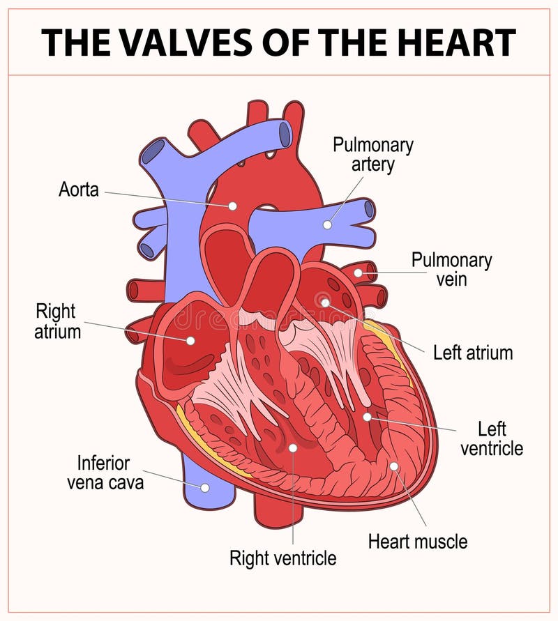 The valves of the heart stock vector. Illustration of medical - 203914201