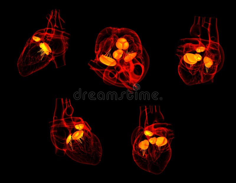 3d Rendent La Valvule Cardiaque Illustration Stock - Illustration du ...