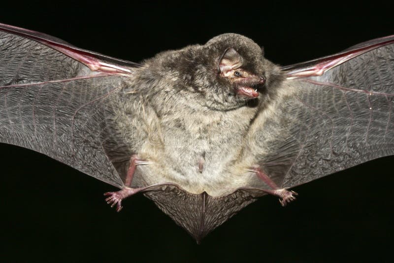 Bat-man stock image. Image of funny, gothic, nocturnal - 2782087