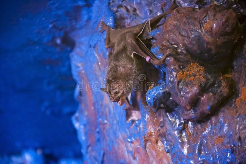 Common vampire bat stock image. Image of bats, american - 33705297
