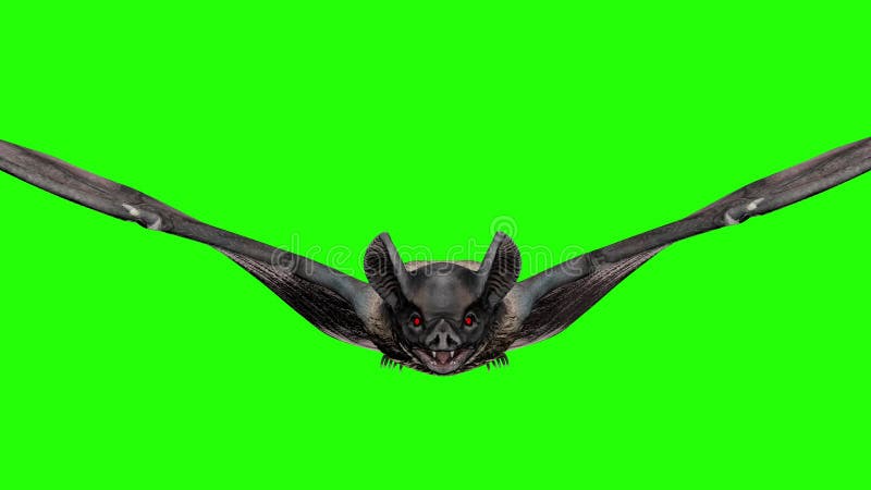 Vampire Bat Flying and Attacking in a Green Screen. Halloween Concept ...