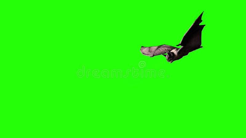 Bat Green Screen Stock Footage & Videos - 423 Stock Videos