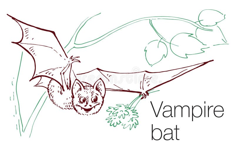 Vampire Bat Hand Drawn Vector Illustration Stock Vector - Illustration ...
