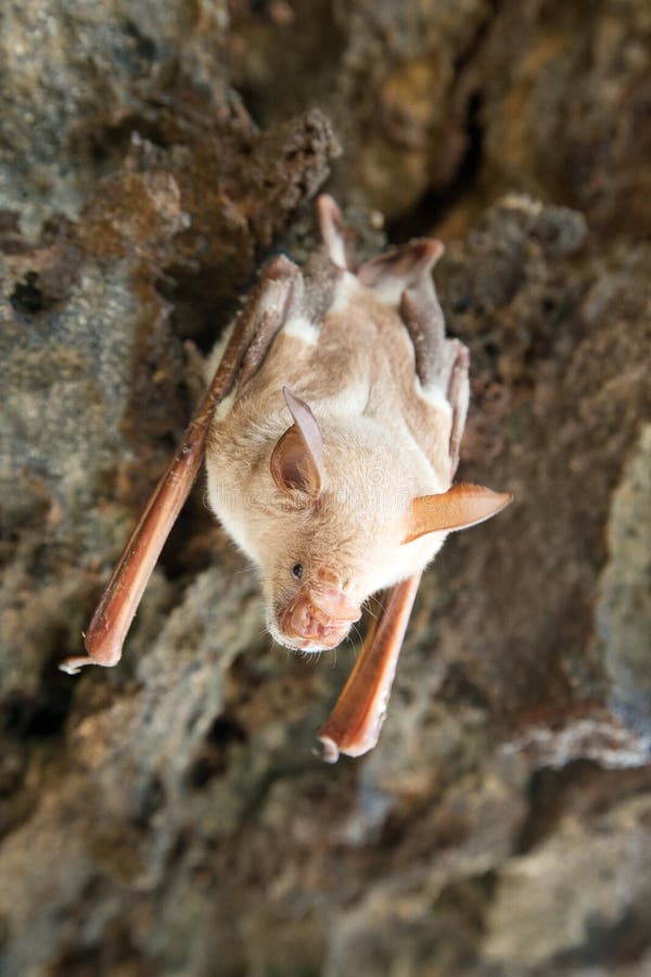 Vampire Bat are Sleeping in the Cave Hanging Stock Photo - Image of ...