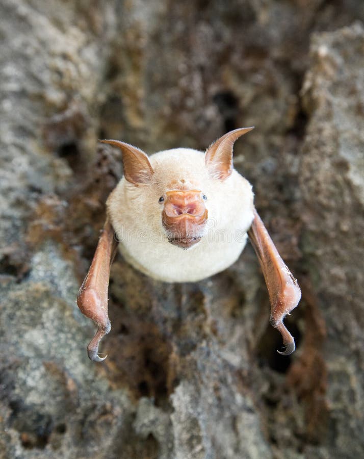 Vampire Bat are Sleeping in the Cave Hanging Stock Photo - Image of ...