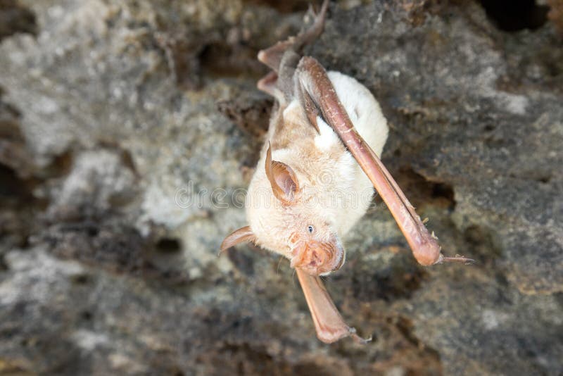 Vampire Bat are Sleeping in the Cave Hanging Stock Image - Image of ...