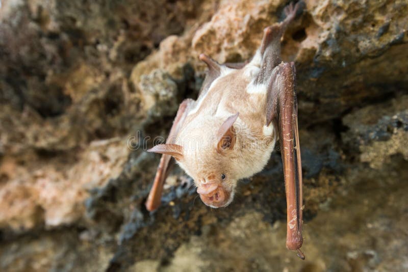 Vampire Bat are Sleeping in the Cave Hanging Stock Photo - Image of ...