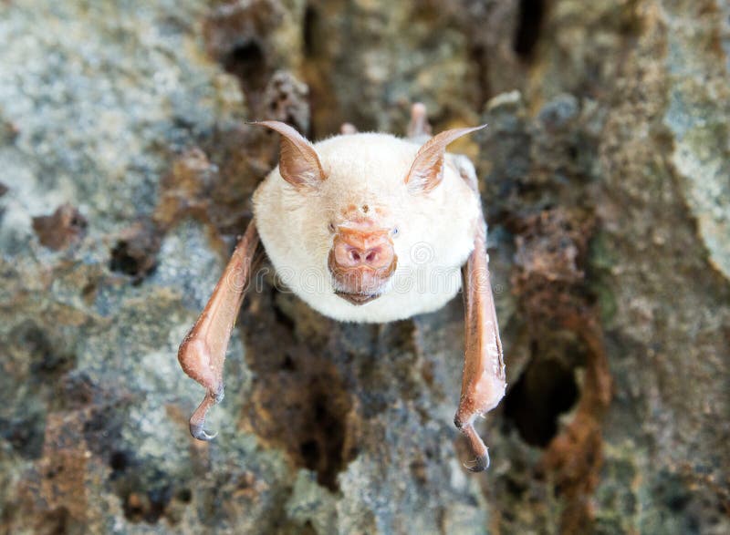 Vampire Bat are Sleeping in the Cave Hanging Stock Photo - Image of ...
