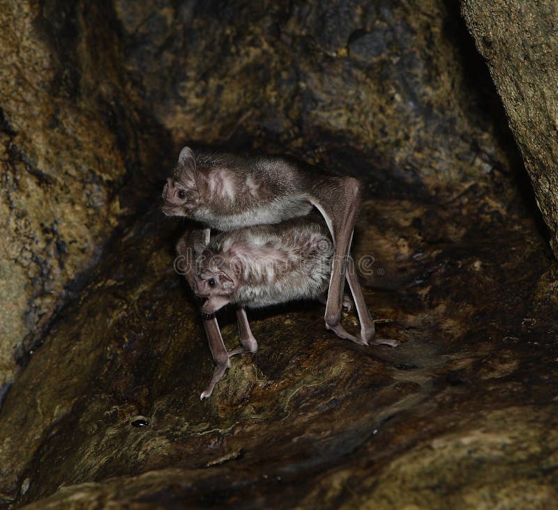 Vampire Bats mating stock photo. Image of drink, tiny - 6742260
