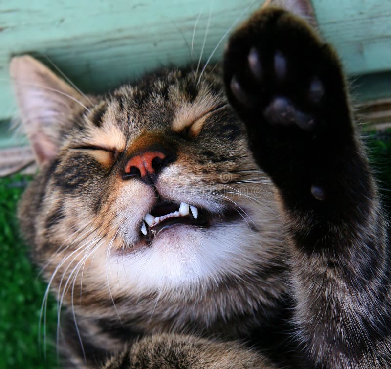 Vampire cat stock photo. Image of furry, vampire, relax - 1647140