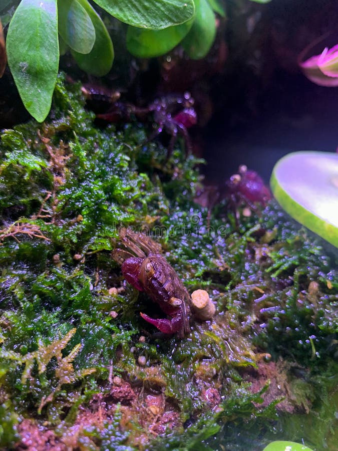 Vampire crab on a moss stock photo. Image of moss, tank - 276632600