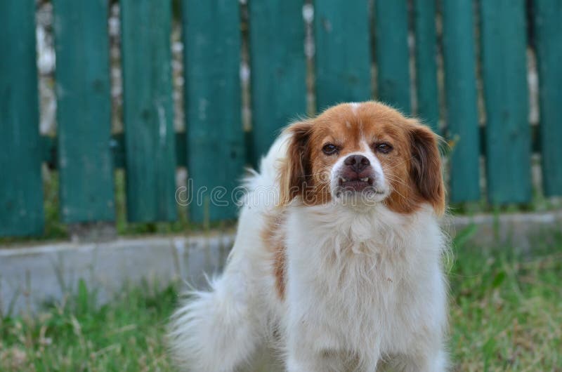 Vampire dog stock image. Image of outdoor, animals, grass - 59602323