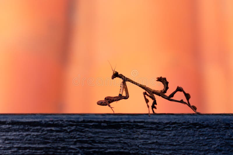 Vampire Mantis or Praying Mantis on Black Surface and Orange Background ...