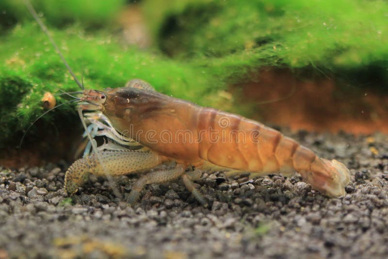 Vampire shrimp stock photo. Image of nature, adult, rock - 109172986