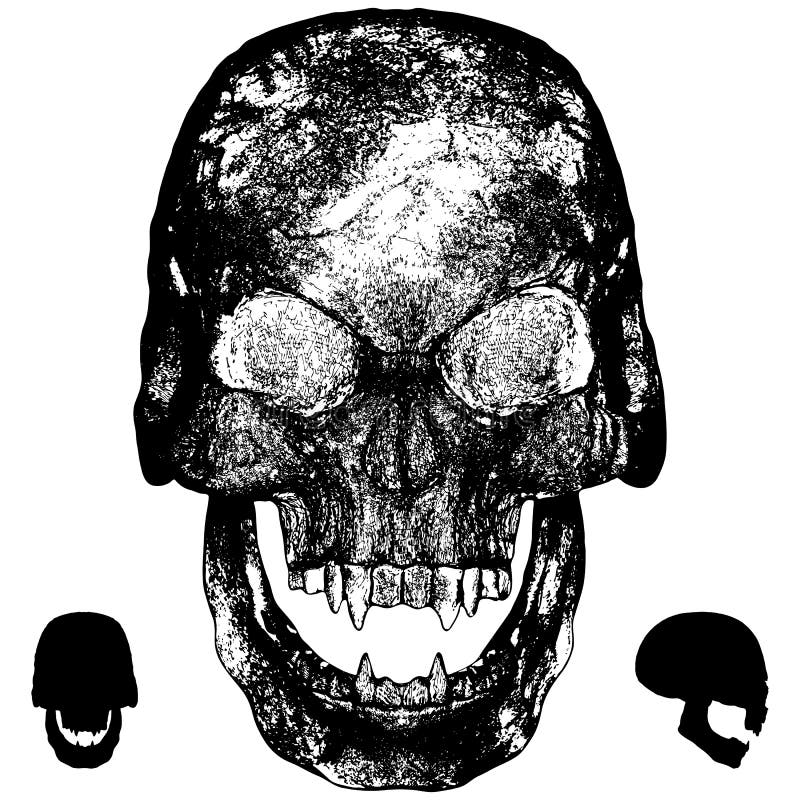Vampire Skull Vector. Illustration Isolated on White Background Stock ...