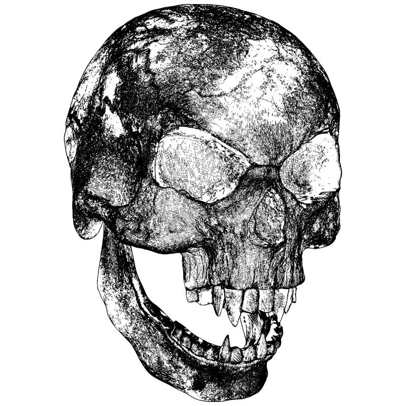 Vampire Skull Vector. Illustration Isolated on White Background Stock ...