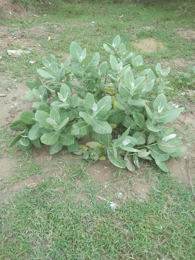 Vamu Tree Stock Photos - Free & Royalty-Free Stock Photos from Dreamstime