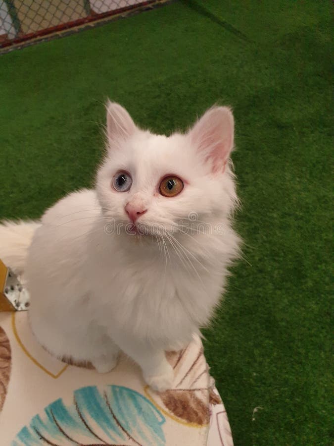 Van Cat with Blue and Orange Eyes Stock Image - Image of animal, blue ...