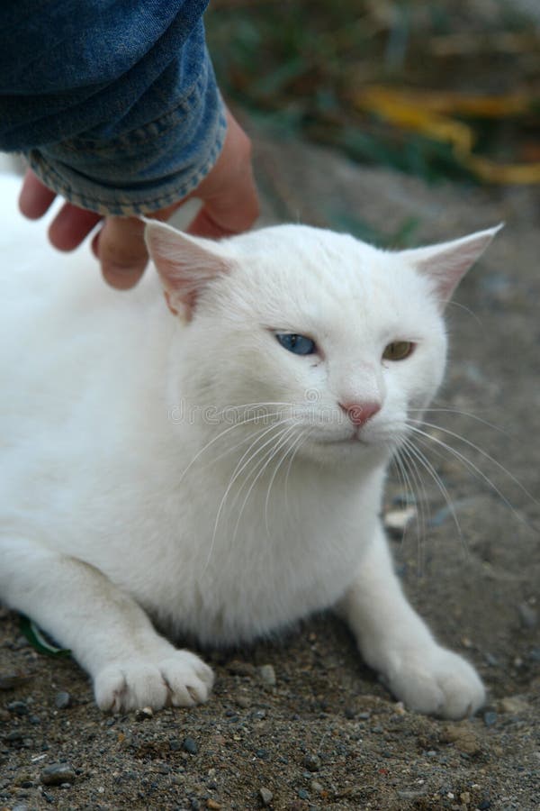 Van cat stock image. Image of eyes, kitten, rare, armenian - 86004703