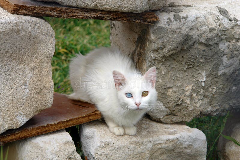 Van cat stock image. Image of pussycat, eyes, bbrown - 86004779