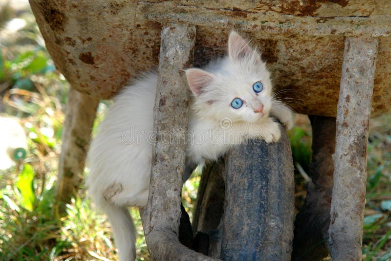 Van cat stock image. Image of whiskers, kitten, color - 86004801